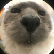 Steam Community :: bung