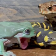 Steam Community :: Angry Green Frog