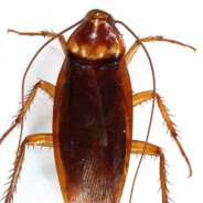 Steam Community :: cockroach