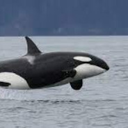 Steam Community :: shallow