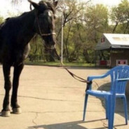 Steam Community :: poop flinger