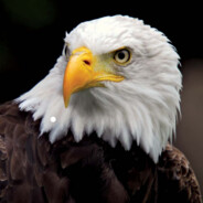 Steam Community :: Zetklen