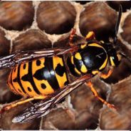 Steam Community :: Group :: Terror Wasps