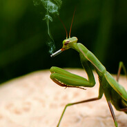 Steam Community :: Mantis smoking a roach