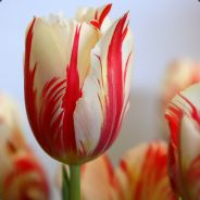 Steam Community :: Tulip