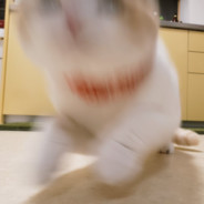 Steam Community :: ppalloyy_