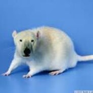 Steam Community :: Group :: Polar Animal Gang