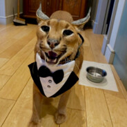 Steam Community :: [Ls] Dapper Floppa