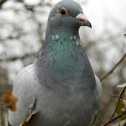 Steam Community :: bidulgi