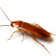 Steam Community :: Roach