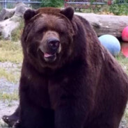 Steam Community :: Jimbo the Bear