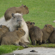 Steam Community :: Group :: Capybara team on top