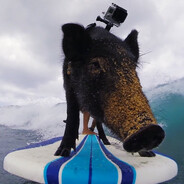 Steam Community :: surf boar