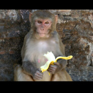 Steam Community :: Monkey