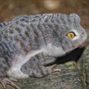 Steam Community :: P.Ness