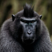 Steam Community :: Tike Myson