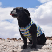 Steam Community :: DMT