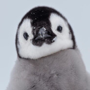 Steam Community :: ★☆🐧PeNgUin🐧☆★