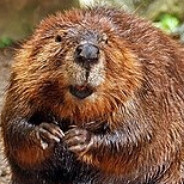 Steam Community :: Mr_Bobre