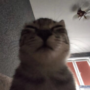 Steam Community :: Dashee