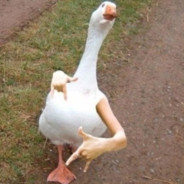 Steam Community :: saracatunga