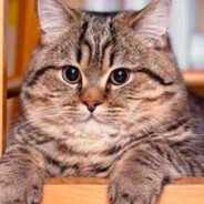 Steam Community :: Portal :: [FAT YAR4SL1V]