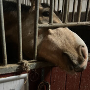 Steam Community :: frederick die faule maus