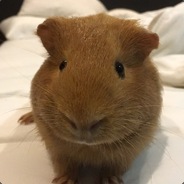 Steam Community :: JEfe