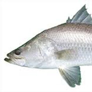 Steam Community :: Barramunga