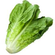 Steam Community :: Lettuce