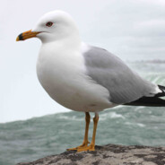 Steam Community :: Seagull
