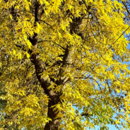 Steam Community :: Sanjay