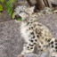 Steam Community :: Leopard :: Item Inventory