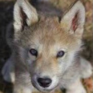 Steam Community :: Wolfie