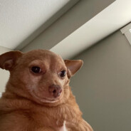 Steam Community :: Cheddarini