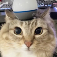 Steam Community :: nut