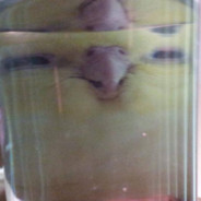 Steam Community :: Sam Handwich