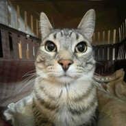 Steam Community :: 𝐌𝐫𝐂𝐚𝐭?