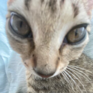 Steam Community :: Tac0