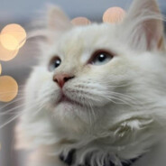 Steam Community :: Cat for Mayor