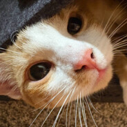 Steam Community :: Adam