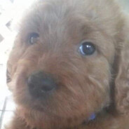 Steam Community :: Skylander Pokemon