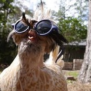 Steam Community :: Mothgender