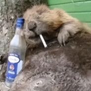 Steam Community :: Bober Kurwa