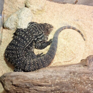 Steam Community :: Lekro