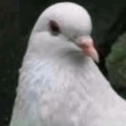 Steam Community :: Dove