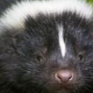 Steam Community :: skunk