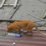 Steam Community :: Gato Techero