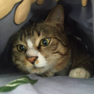 Steam Community :: Jesse