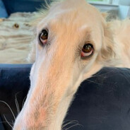 Steam Community :: swag